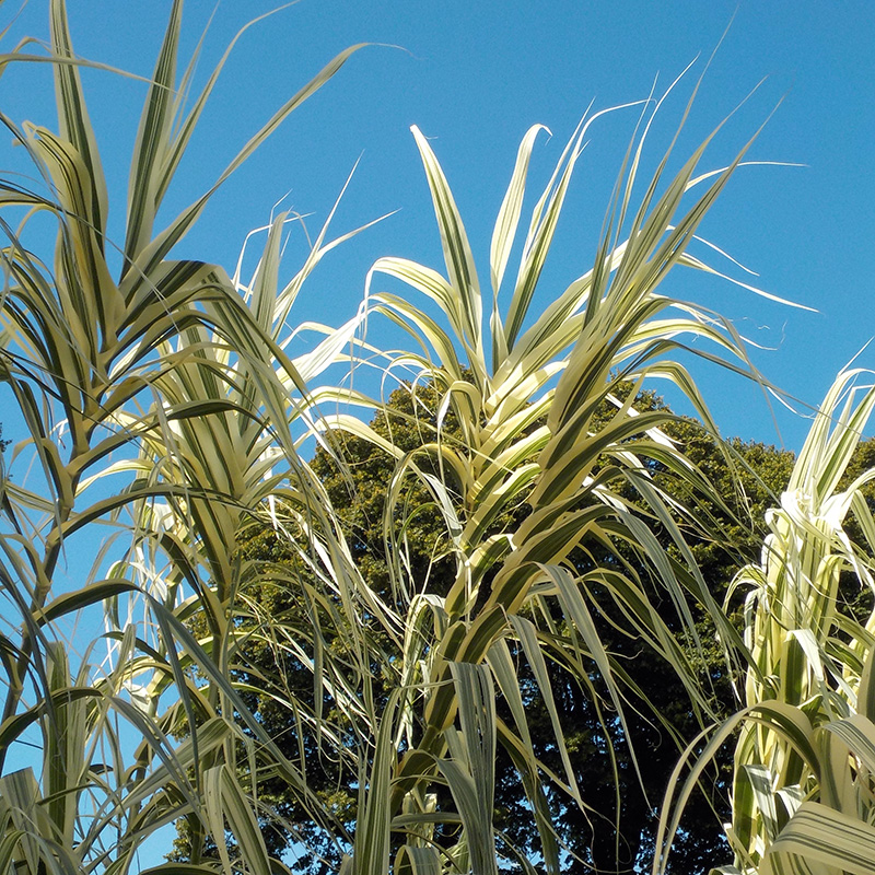 Arundo donax Variegata - Canna variegata - Acquista online su ...