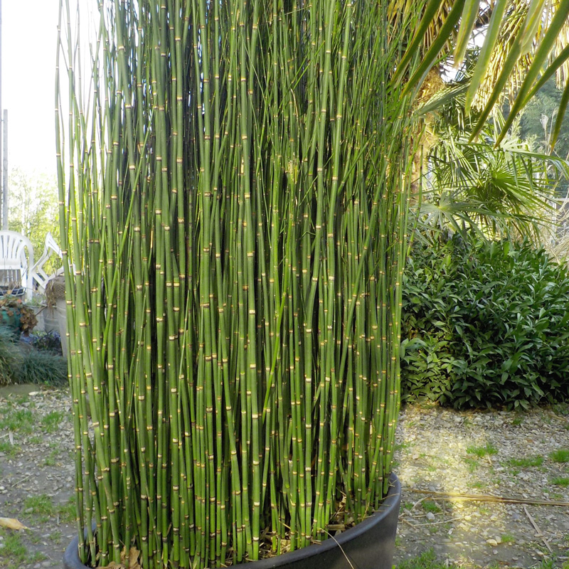Equisetum hyemale - Equiseto gigante - Acquista online su Vivaibambù Store