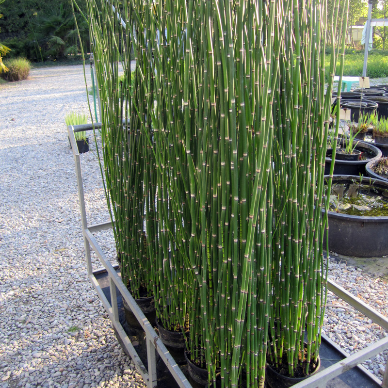 Equisetum hyemale - Equiseto gigante - Acquista online su Vivaibambù Store