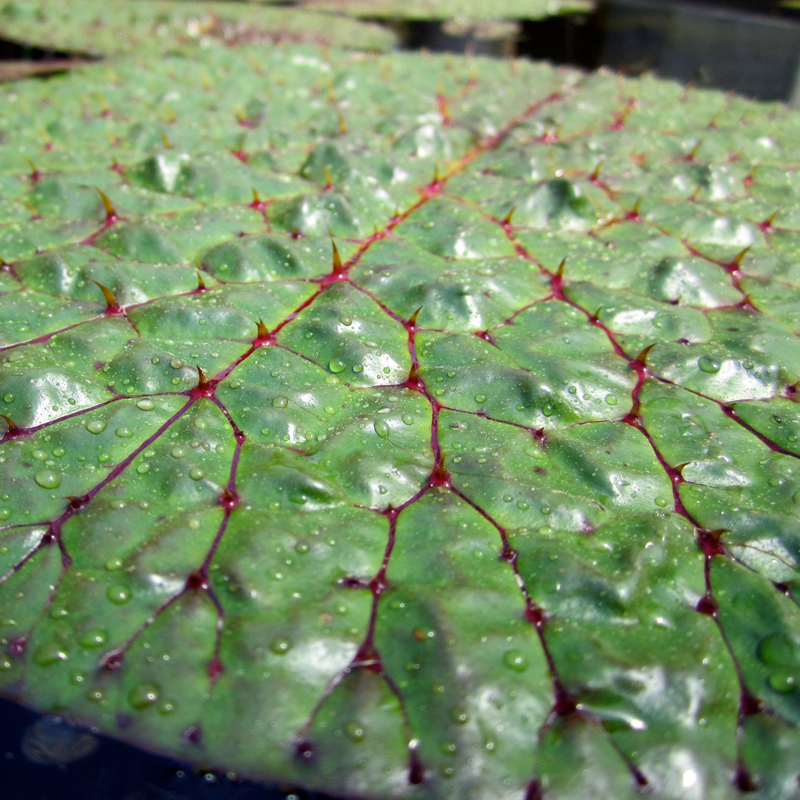 Euryale ferox - Gorgon plant - Acquista online su Vivaibambù Store