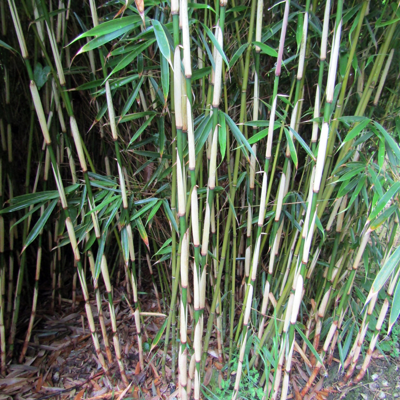 Fargesia robusta Green Panda ø 20 cm - Small bamboo - Acquista online ...