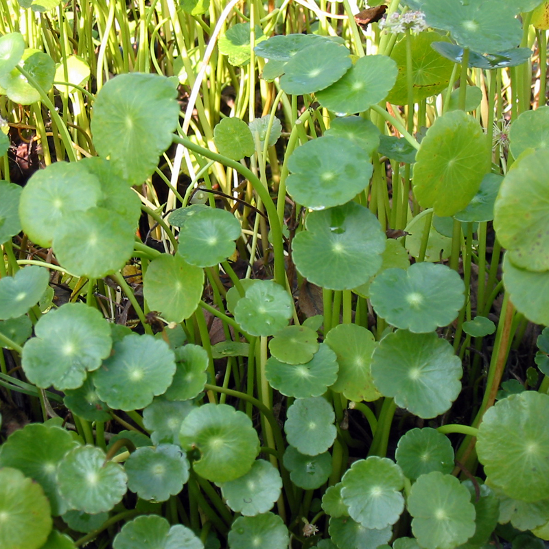 Hydrocotyle vulgaris - American water pennywort - Acquista online su ...