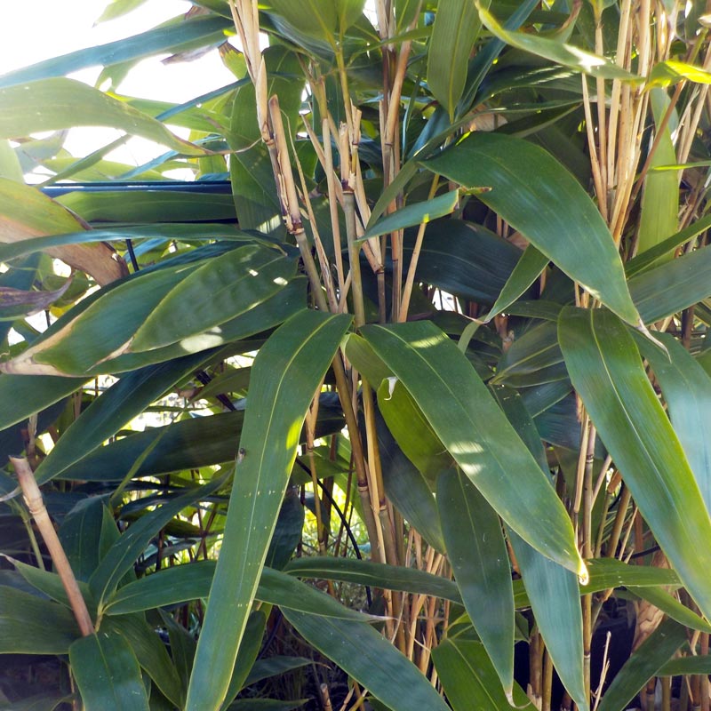Sasa latifolia - Small bamboo - Acquista online su Vivaibambù Store