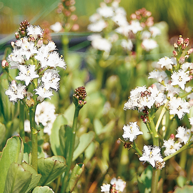 Menyanthes trifoliata - Bogbean - Acquista online su Vivaibambù Store