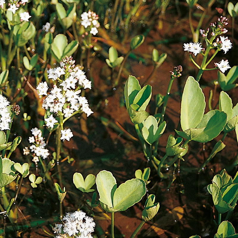 Menyanthes trifoliata - Bogbean - Acquista online su Vivaibambù Store