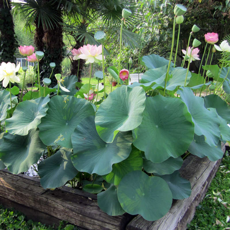 Nelumbo Carolina Queen - Large lotus - Acquista online su Vivaibambù Store