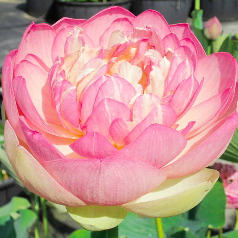 Nelumbo Mrs Perry's D Slocum - Large lotus - Acquista online su ...