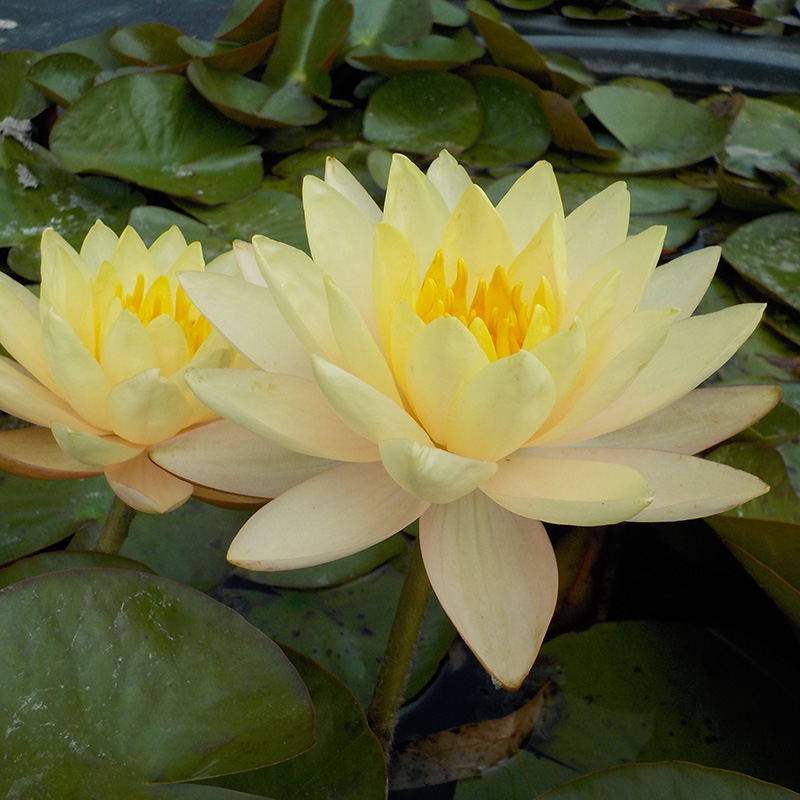 Nymphaea Clyde Ikins - Large water lily - Acquista online su Vivaibambù ...