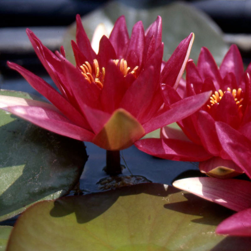 Nymphaea Escarboucle - Large water lily - Acquista online su Vivaibambù ...
