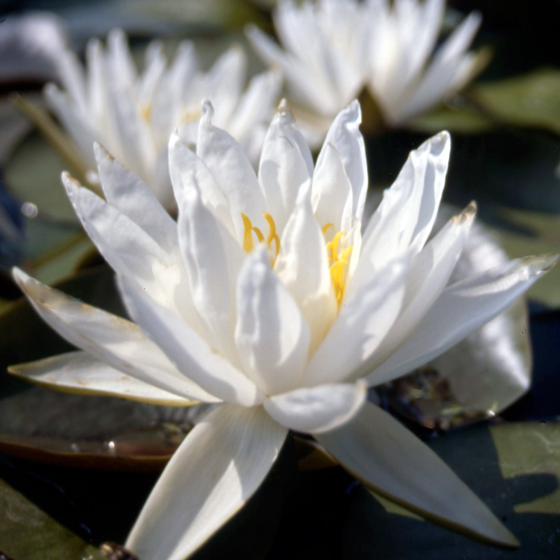 Nymphaea Mt Shasta - Large water lily - Acquista online su Vivaibambù Store