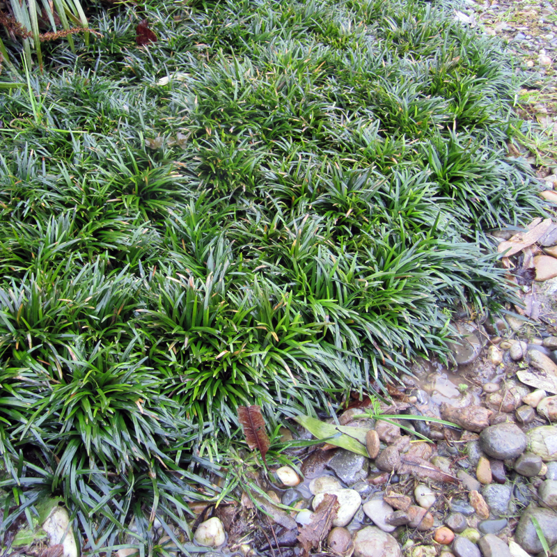 Ophiopogon japonicus "Kyoto Dwarf" - Convallaria nana - Acquista online ...