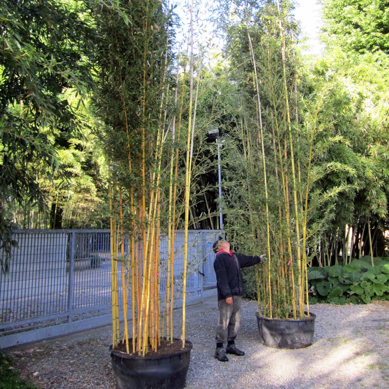 Phyllostachys Aureosulcata