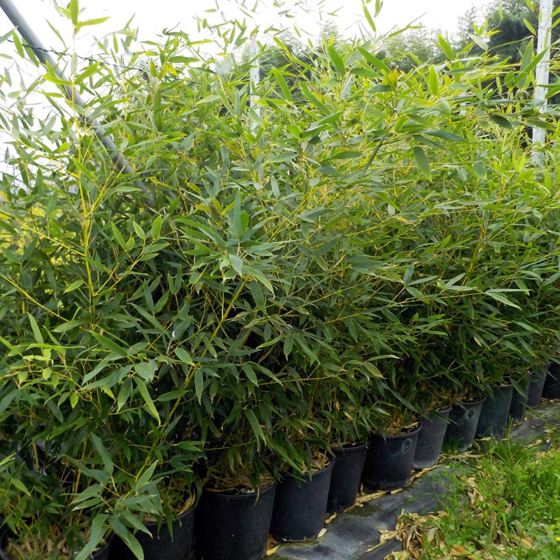 Phyllostachys bissetti - Medium green bamboo - Acquista online su ...