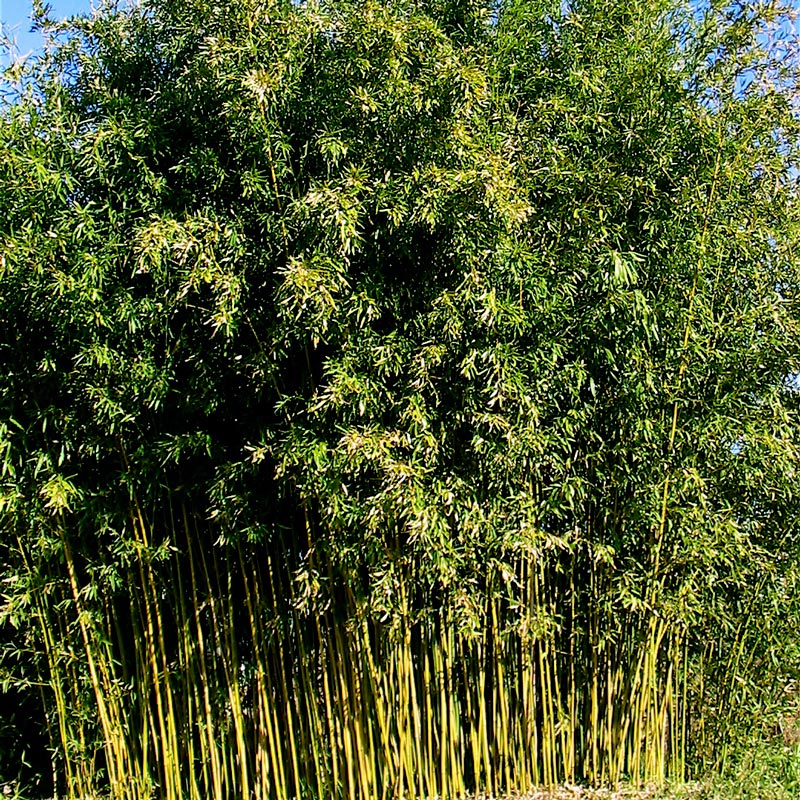 Phyllostachys humilis - Medium bamboo - Acquista online su Vivaibambù Store