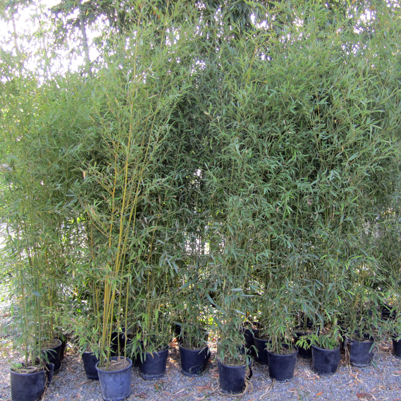 Phyllostachys humilis - Medium bamboo - Acquista online su Vivaibambù Store