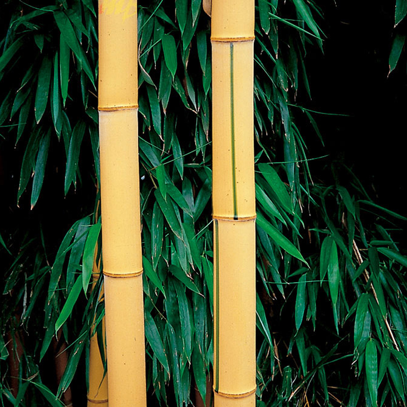 Phyllostachys vivax Aureocaulis - Yellow giant bamboo - Acquista online ...