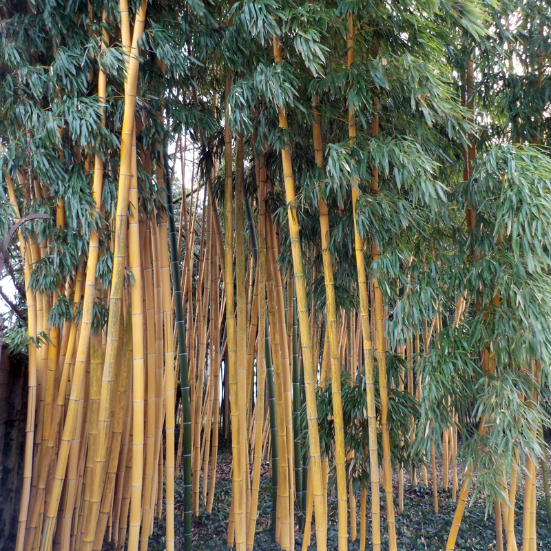 Phyllostachys vivax Aureocaulis - Yellow giant bamboo - Acquista online ...