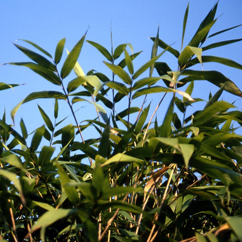 Pseudosasa japonica - Japanese bamboo - Acquista online su Vivaibambù Store