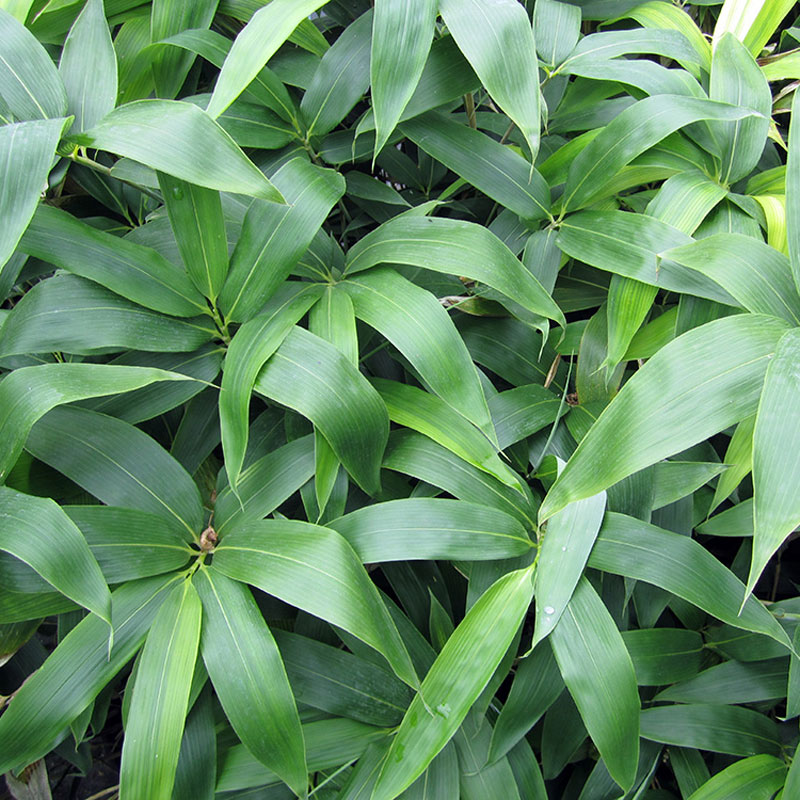 small leaf bamboo