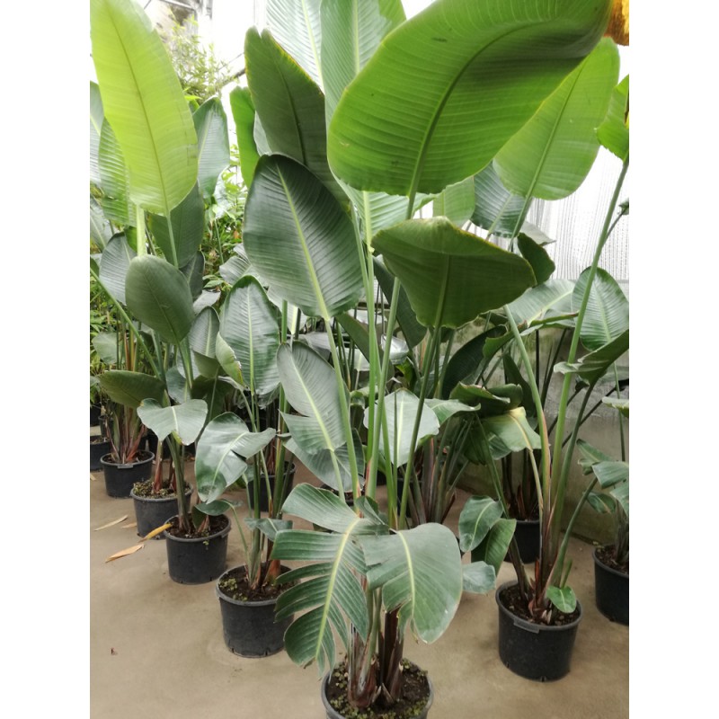 Strelitzia nicolai - Giant strelitzia, big specimens - Acquista online ...