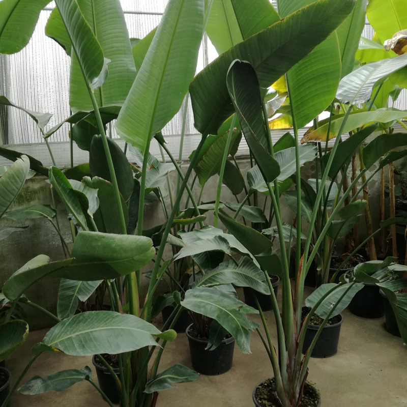 Strelitzia nicolai - Giant strelitzia, big specimens - Acquista online ...