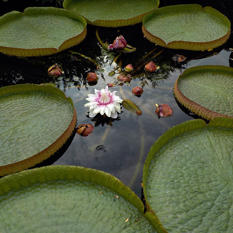 Victoria cruziana - Ninfea gigante tropicale - Acquista online su ...