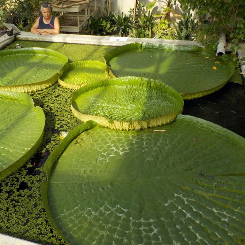 Victoria cruziana - Santa Cruz giant lily - Acquista online su ...