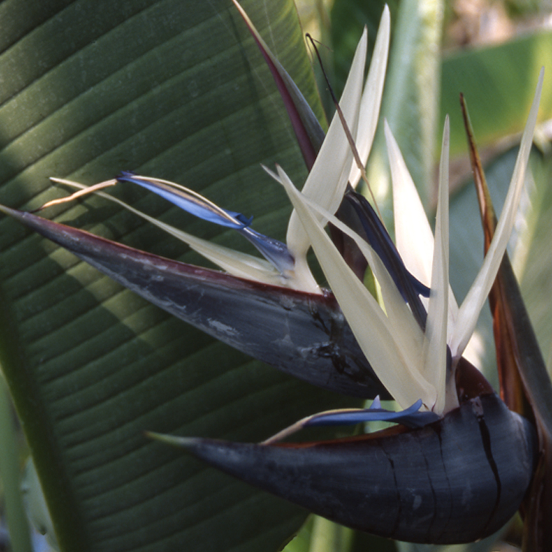 Strelitzia nicolai - Giant strelitzia, big specimens - Acquista online ...