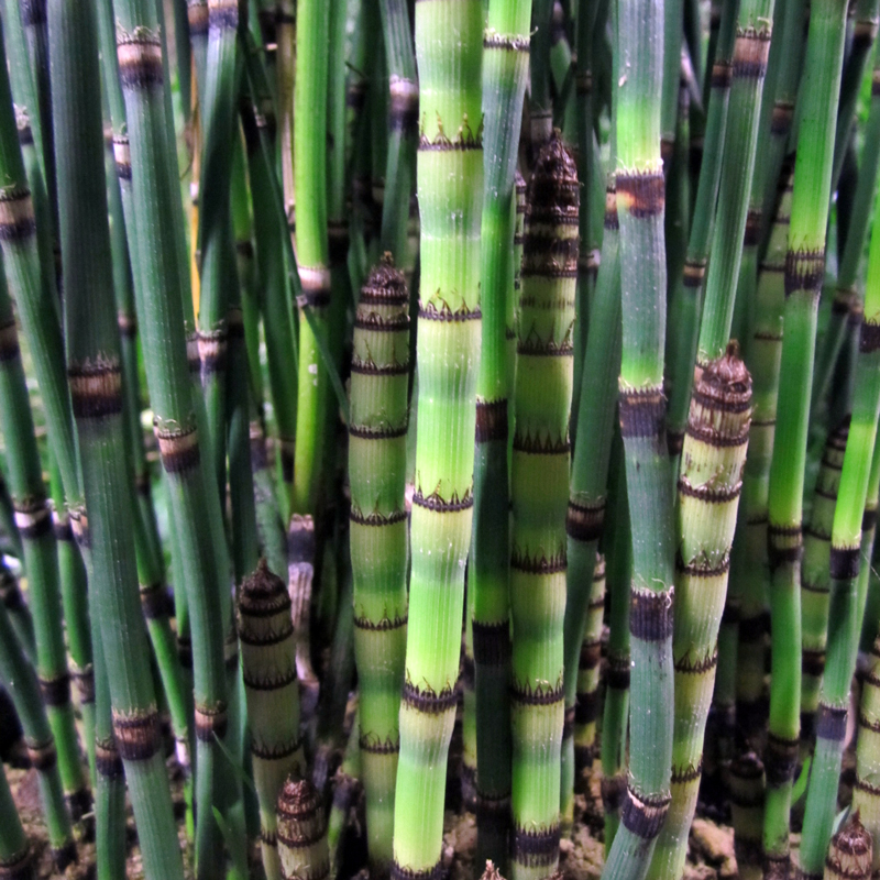 Equisetum hyemale - Equiseto gigante - Acquista online su Vivaibambù Store
