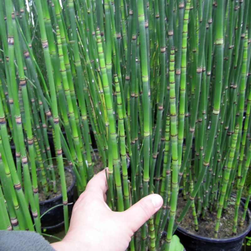 Equisetum hyemale - Equiseto gigante - Acquista online su Vivaibambù Store