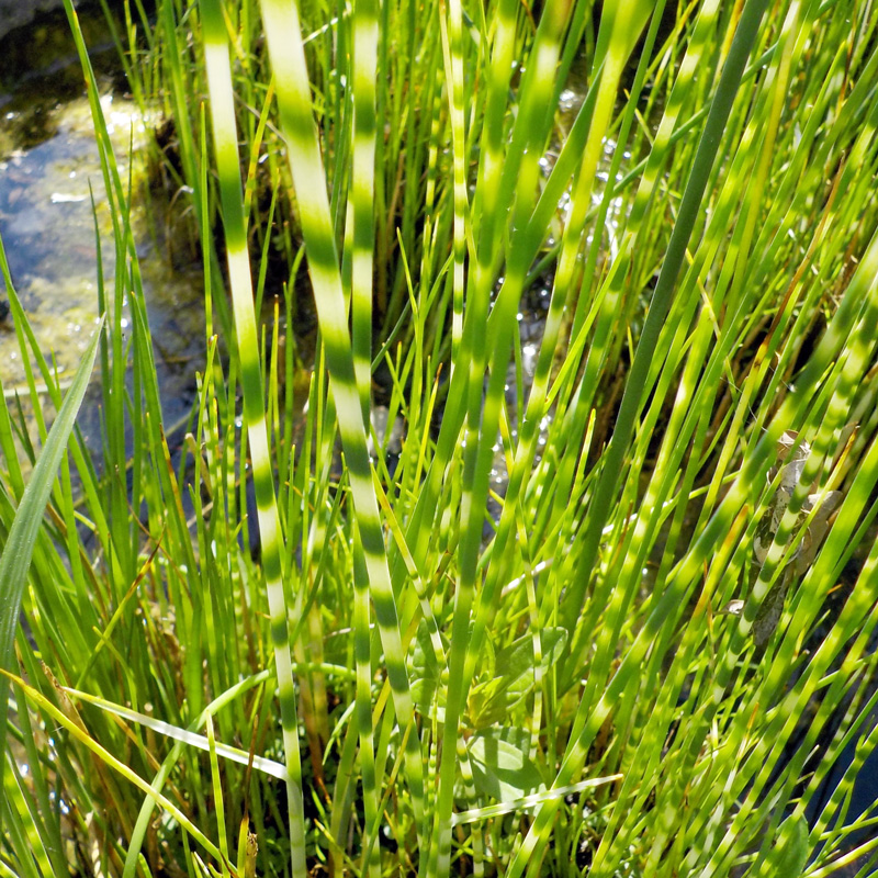 Schoenoplectus lacutris tabernaemontanii Zebrinus - Zebra rush ...