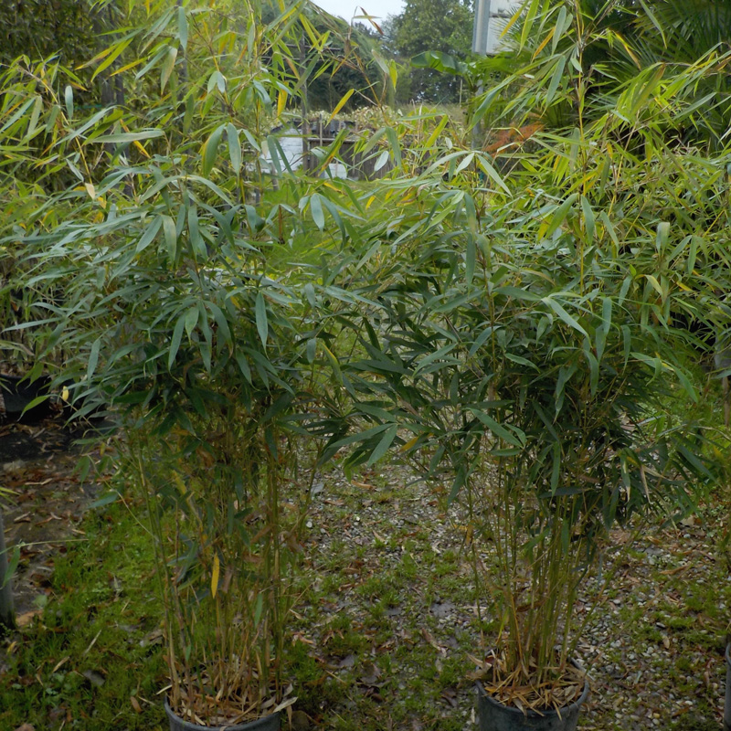 Fargesia robusta Wolong - Small bamboo - Acquista online su Vivaibambù ...