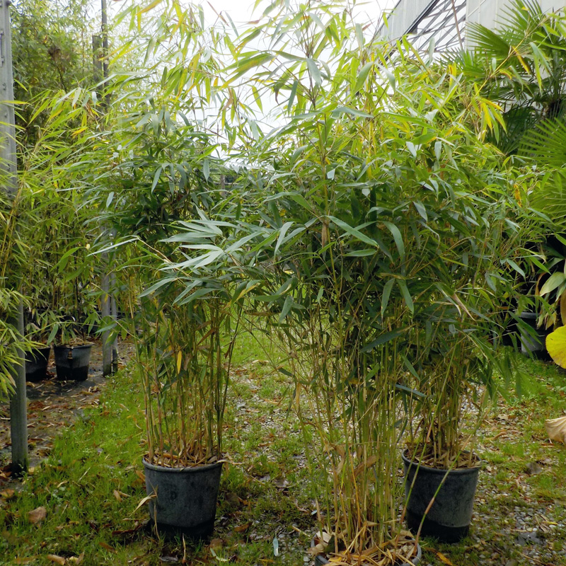 Fargesia robusta Wolong - Small bamboo - Acquista online su Vivaibambù ...