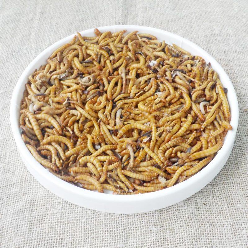 Tarme della farina, vive - Acquista online su Vivaibambù Store