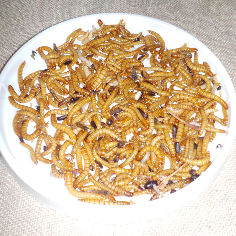 Tarme della farina, vive - Acquista online su Vivaibambù Store