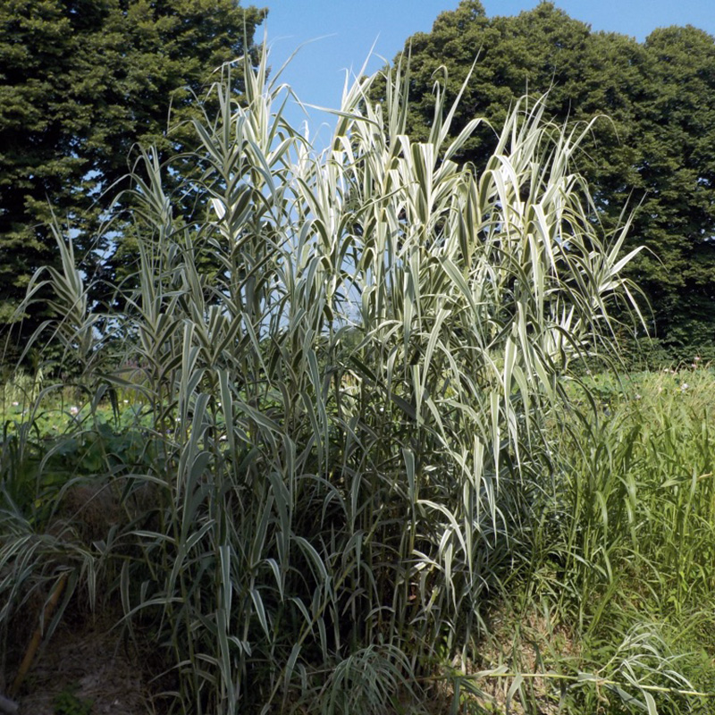 Arundo Donax Variegata