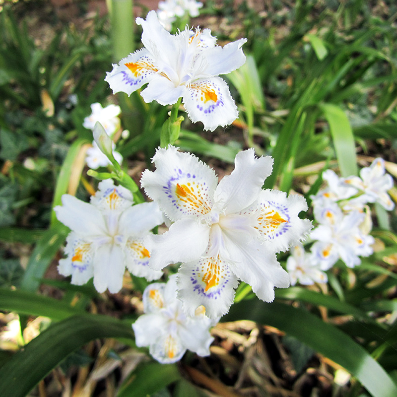 Iris japonica Variegata - Evergreen japanese variegated iris - Acquista ...
